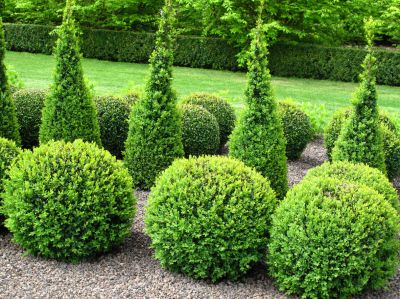 Shrub Trimming | Shrub Trimming